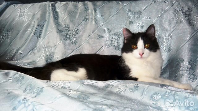 Красавица Симона