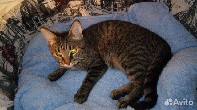 Котенок в добрые руки