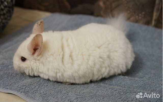 Шиншилла бело-розовая мальчик