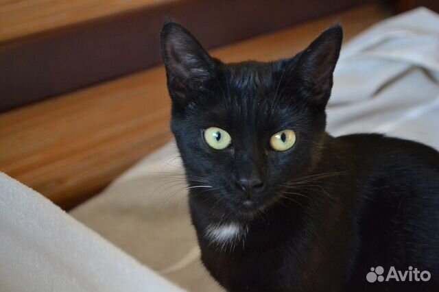 Котёнок Пумка