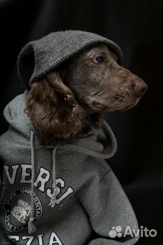 Щенки Английского кокер-спаниеля