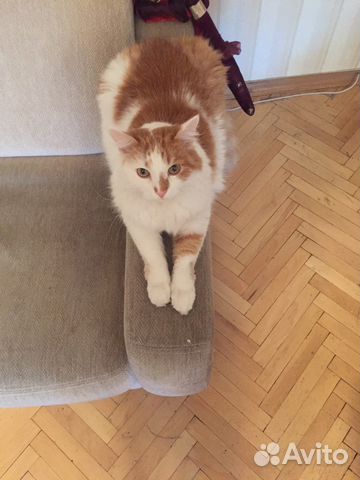 Кот Афанасий