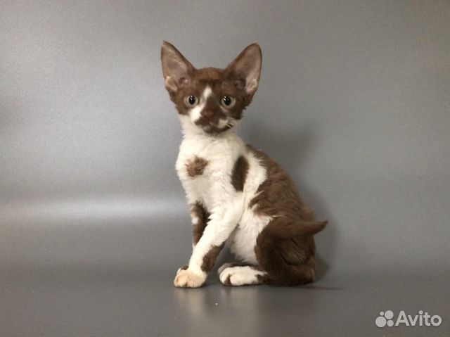 Девон-рекс кошечка Нана