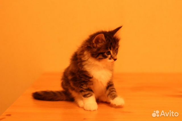 Норвежские лесные котята