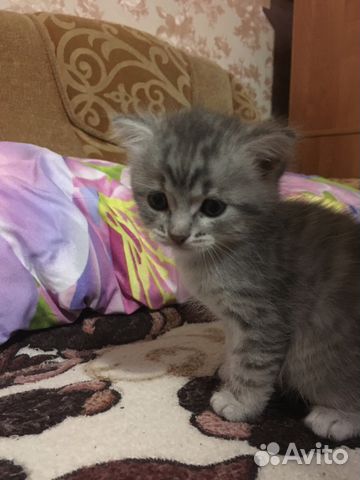 Вислоухий котёнок