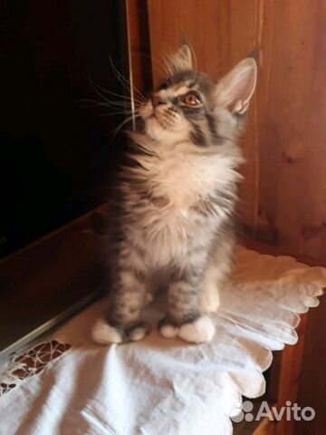 Менй кун полидакт