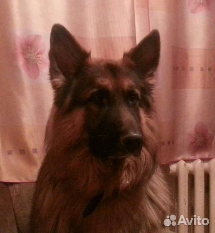 Продам щенка (кобель) Немецкой овчарки