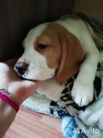 Продаем щенка бигль биколор