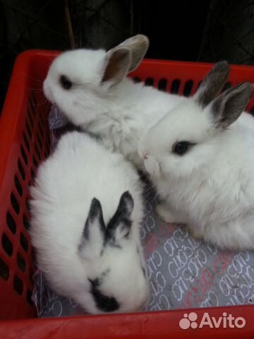 Продам декоративных крольчат