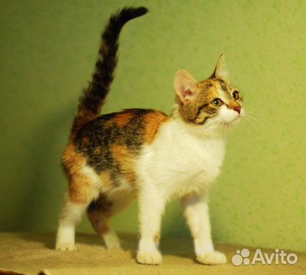 Котенок Симферополь