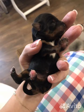 Щенки биверйорка