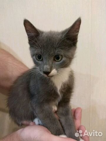 Котик котенок серый с белым