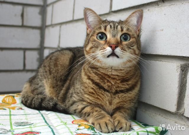 Василиса Прекрасная мечтает о доме