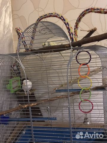 Попугай