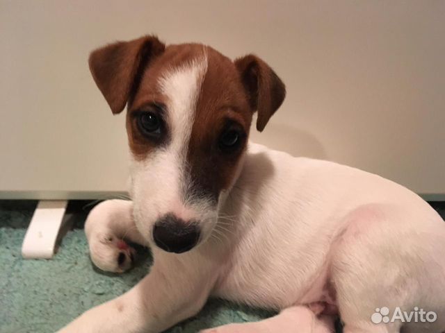 Щенки фокстерьера