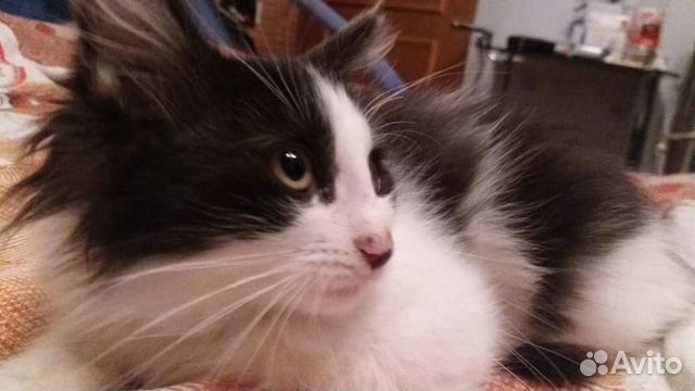 Котенок Артист из черно-белого кино-только для Вас