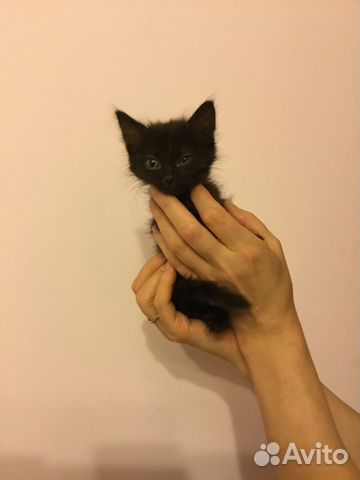 Отдам котенка в добрые руки