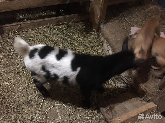 Козлик 4 месяца мини