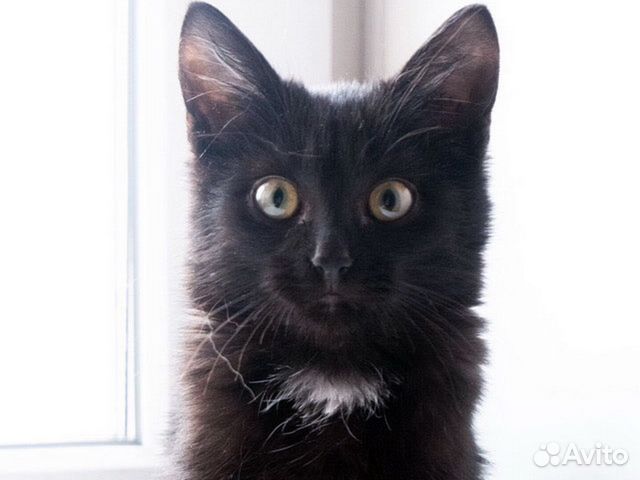 Котёнок - смешной обаятельный чертёнок