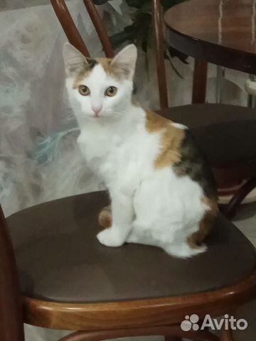 Только в добрые руки