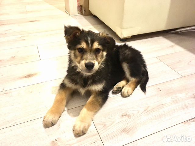 Плюшевый мишка ищет дом