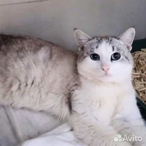 Брошенный кот просто погибнет на улице