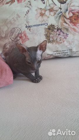 Котенок сфинкс