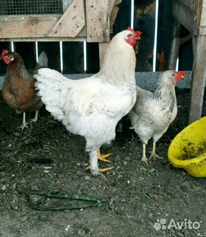 Петух брама