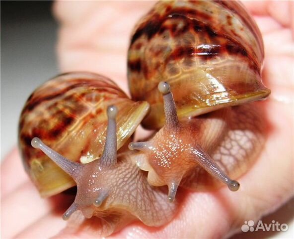 Гиганские улитки Ахатины