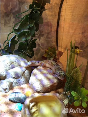 Продам 2-ух эублефаров