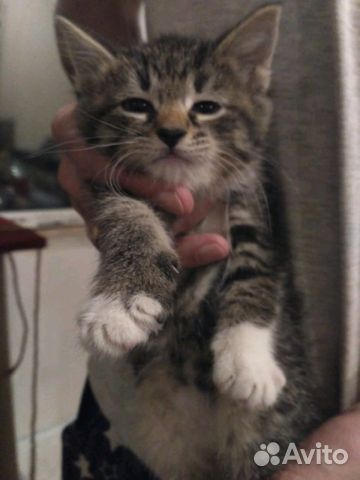 Котята 1 месяц. Отдадим в хорошие руки. Едят сами