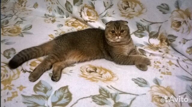 Шикарный золотой вислоухий котёнок