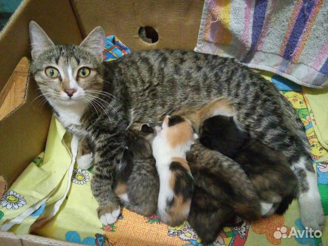 Отдам котят