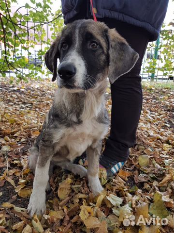 Гертруда в добрые руки