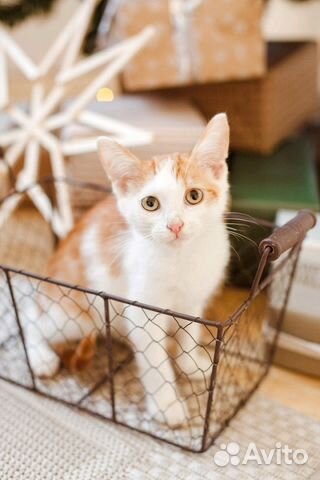 Котенок смайлик