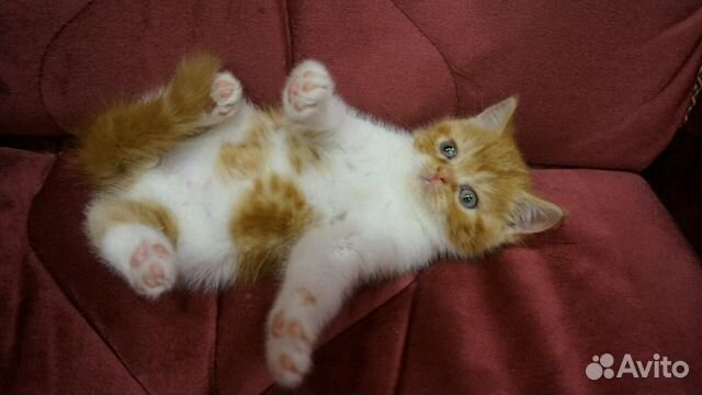 Котик биколор