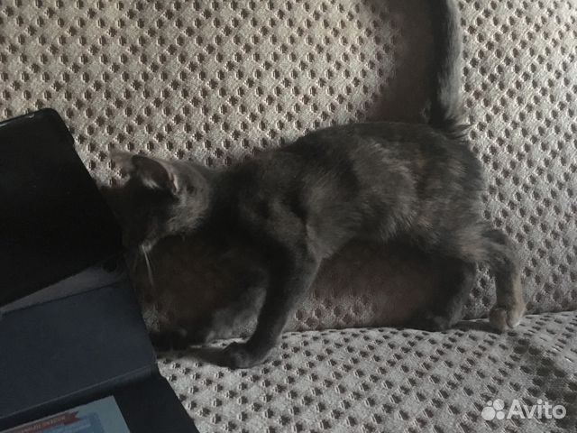 Ктенок, девочка