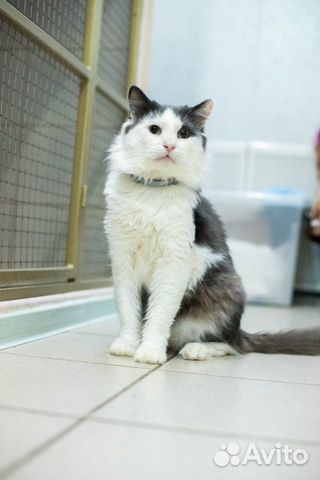 Красавец Франсуа в любящую семью