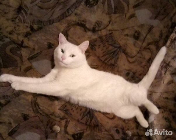 Ищет дом Белоснежка-кошечка