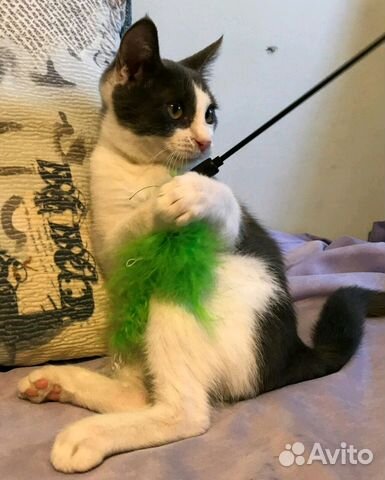 Котенок Смурфи в поисках своего дома