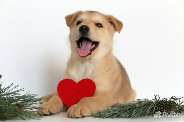 Щенок бесплатно - мальчик Пряник