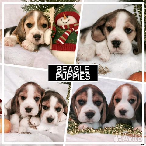 Замечательные малыши