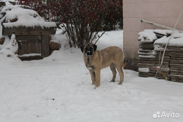 Щенок кангал/анатолийская овчарка