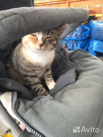 Очаровательная миниатюрная девочка Буся с золотым