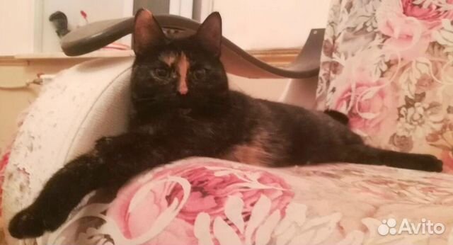 Очень ласковая кошечка Злата, 10мес+, стерилиз