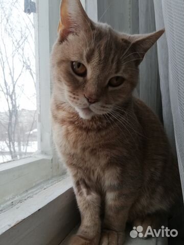 Кошка с британскими корнями в добрые руки