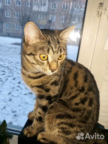 Кот,очень похош на бенгальского
