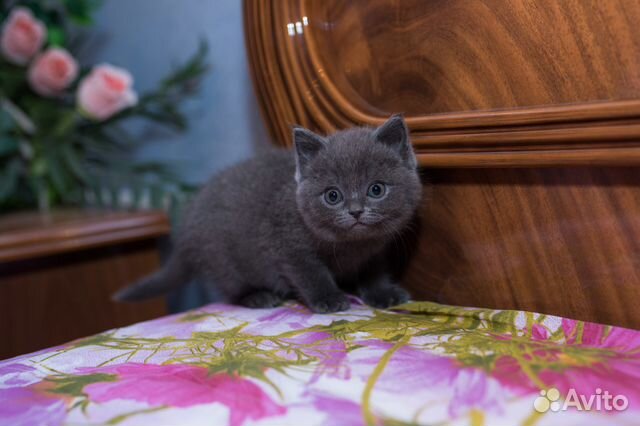 Шотландские котята