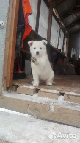 Прекрасная блондинка ищет дом