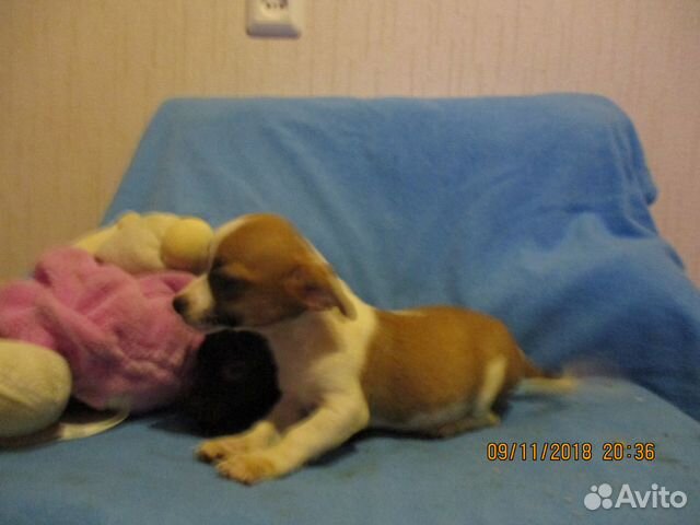 Милые чишки